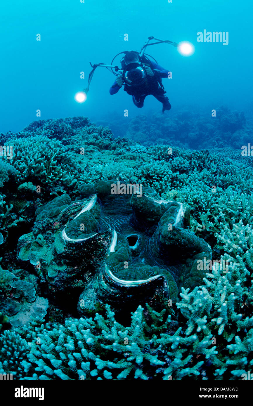 Giant Clam and Diver Tridacna squamosa Pacific Micronesia Palau Stock ...