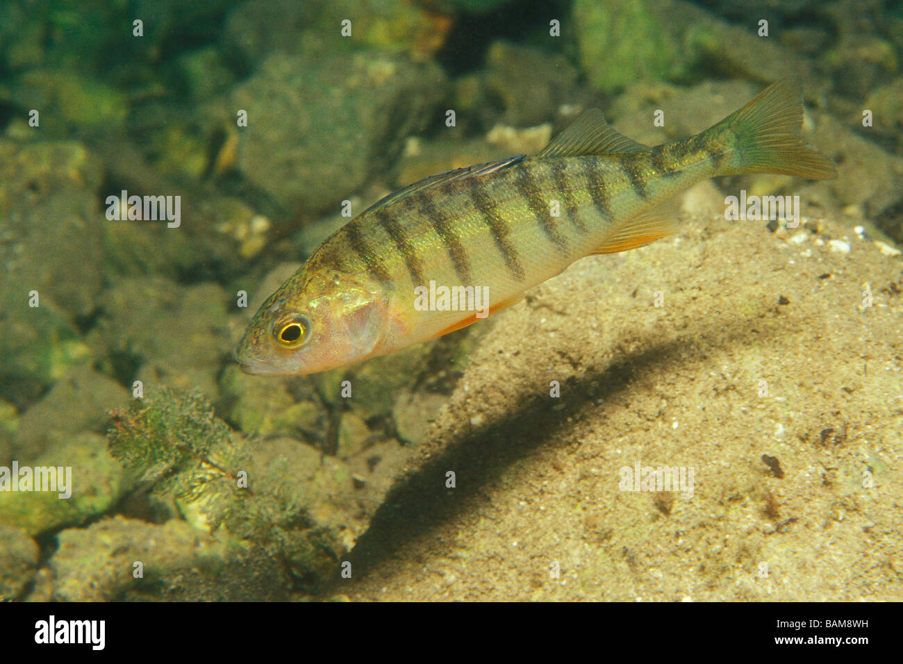 English perch hi-res stock photography and images - Alamy