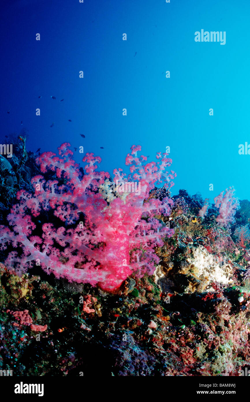 Pink Soft Coral Dendronephthya spec Pacific Micronesia Palau Stock ...