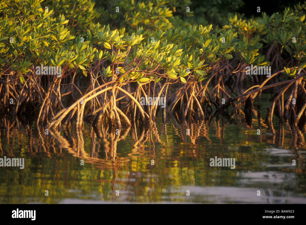 Cuba Mangroves High Resolution Stock Photography and Images - Alamy