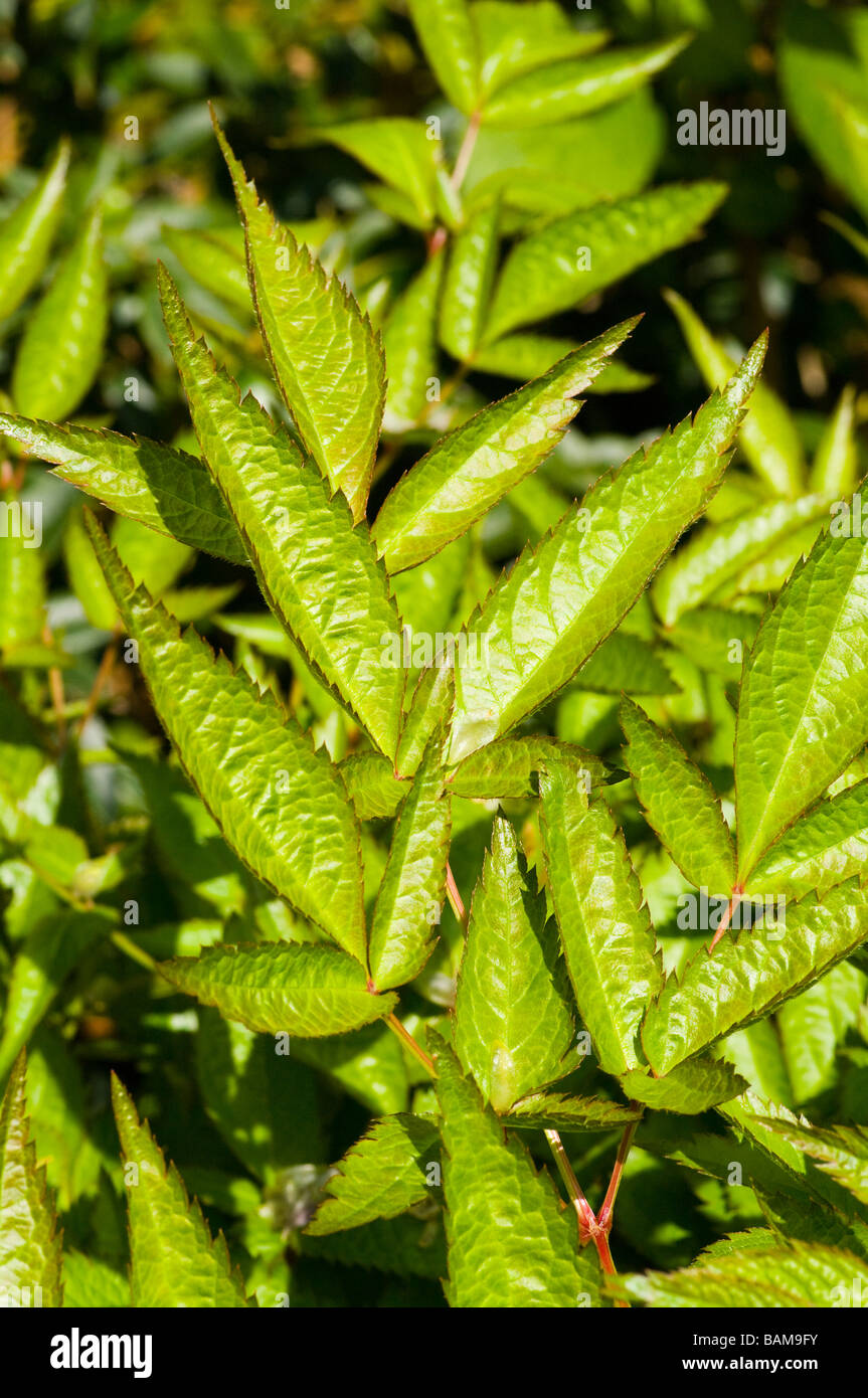 Foliage of The Astilbe Plant Leaves Astilbes Stock Photo - Alamy