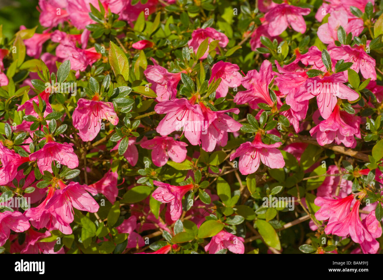 Pink Azalea Azaleas Flowers and Foliage Flowering Blooming Stock Photo ...