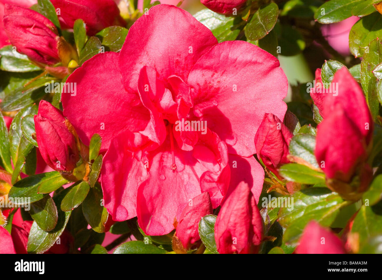 Red azaleas blooms hi-res stock photography and images - Alamy