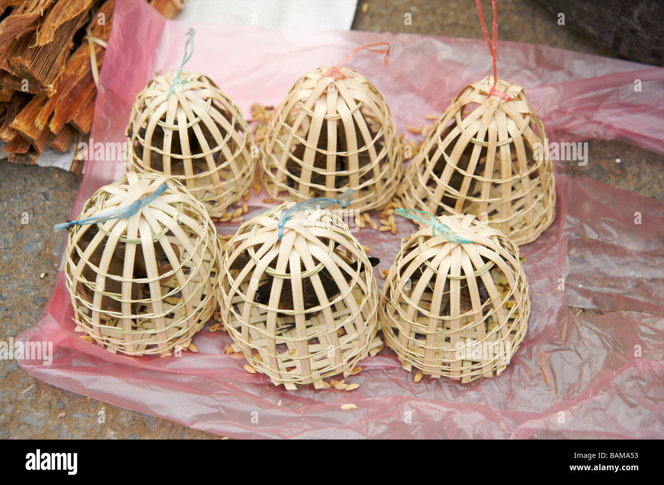 Small birds in cages in the live food market in Luang Prabang Laos ...