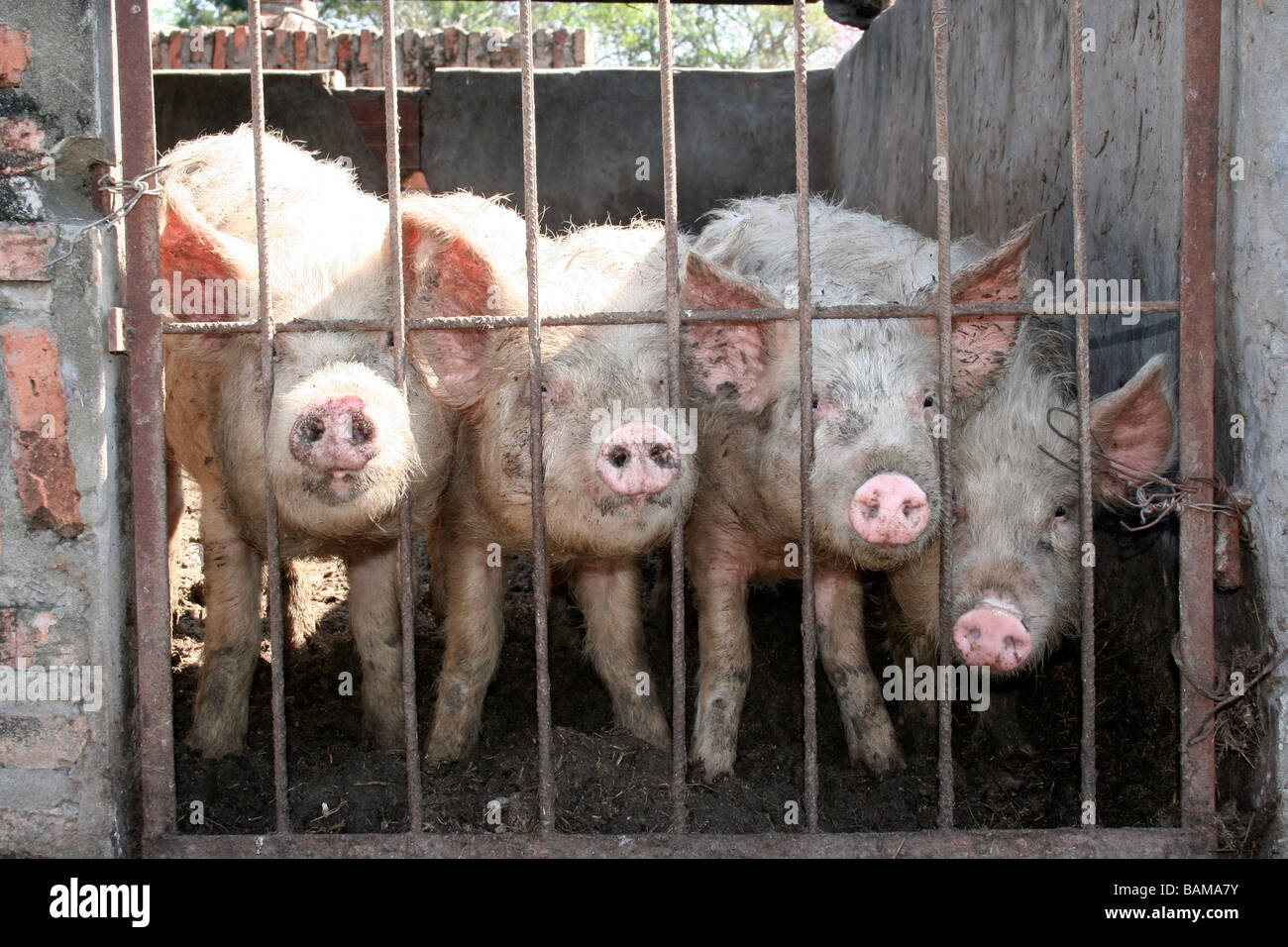 Four pigs look out from the pigpen at a farm, Formosa Province ...