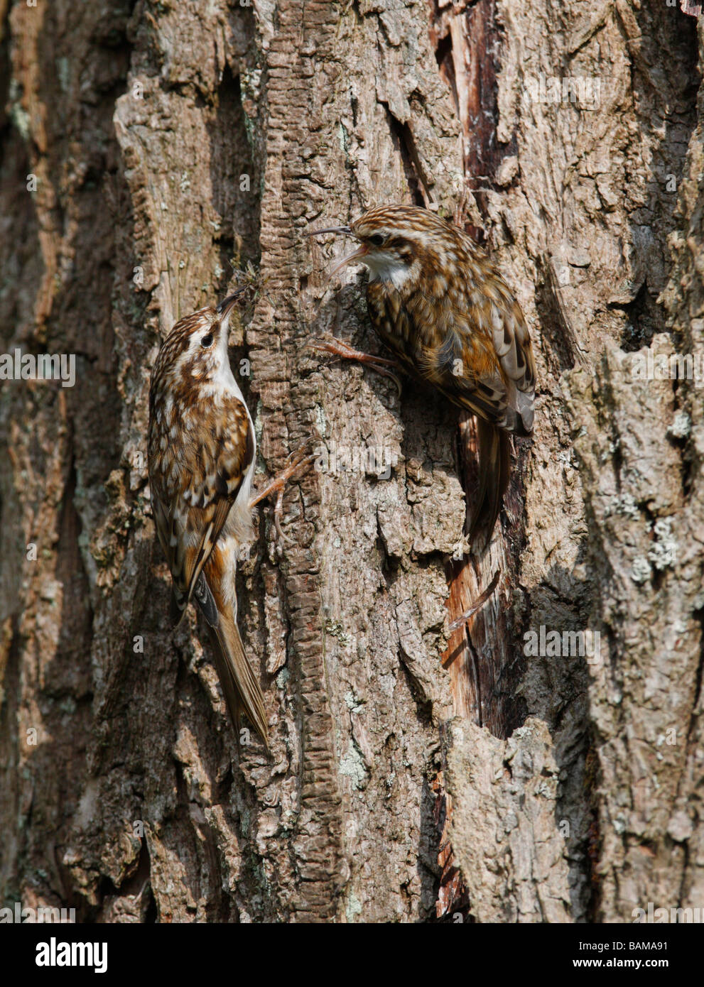 Creeper bird creepers birds hi-res stock photography and images - Alamy