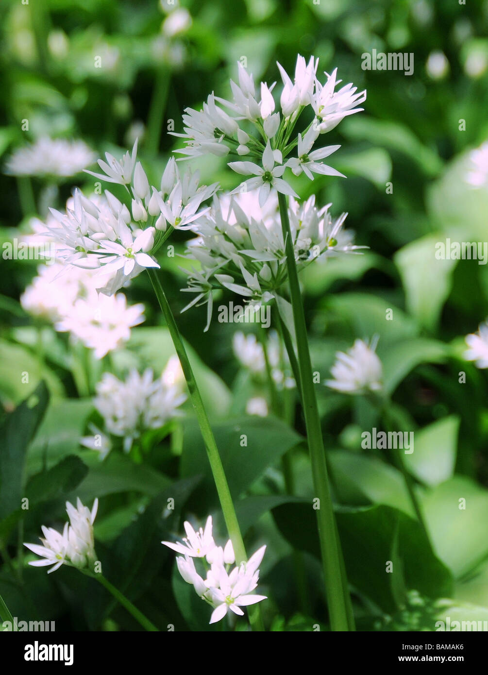 Wood garlic flower hi-res stock photography and images - Alamy