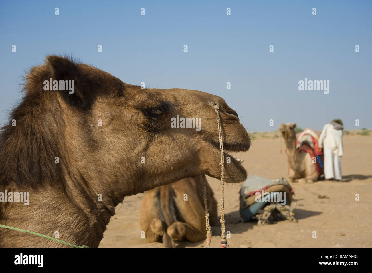 Camel Thar Desert Rajasthan India Stock Photo - Alamy