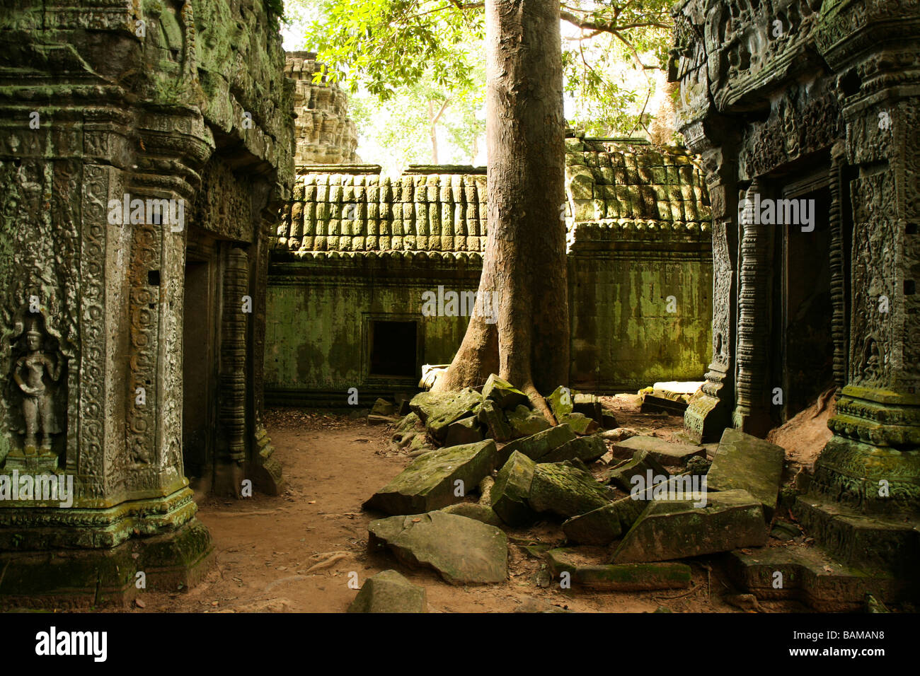 Tree in Ta Prohm Temple Stock Photo - Alamy
