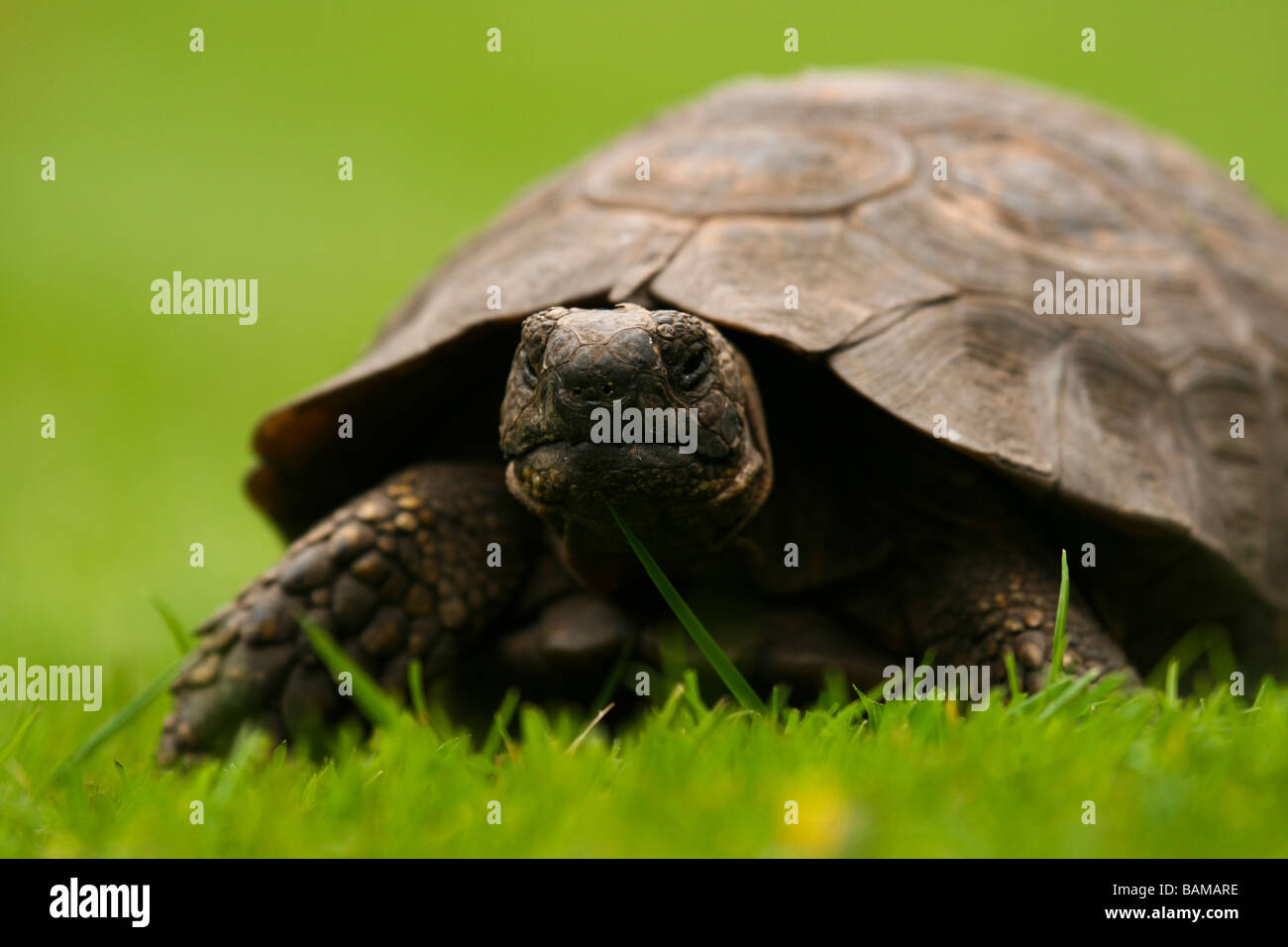 Tortoise watching hi-res stock photography and images - Alamy