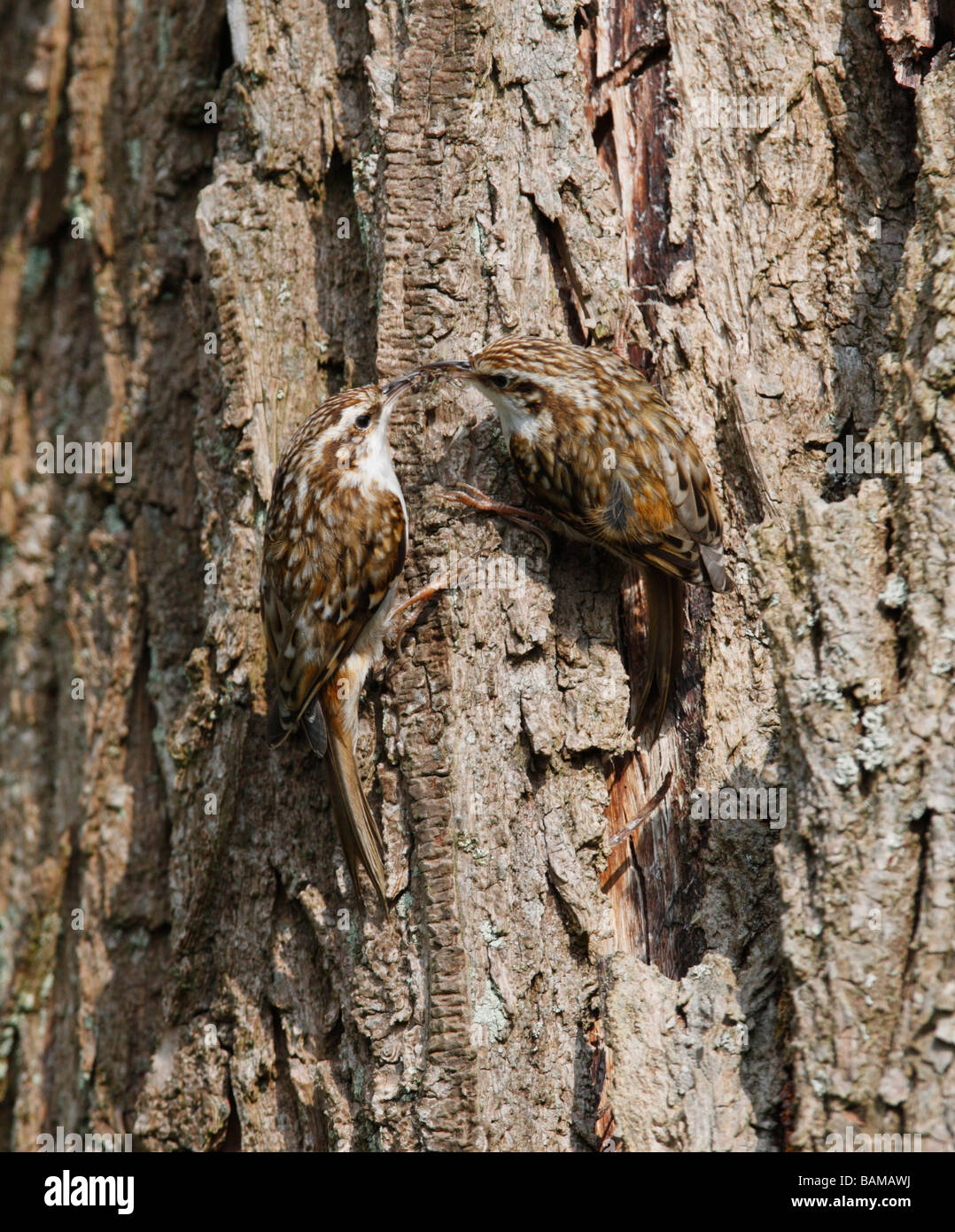 Creeper bird creepers birds hi-res stock photography and images - Alamy