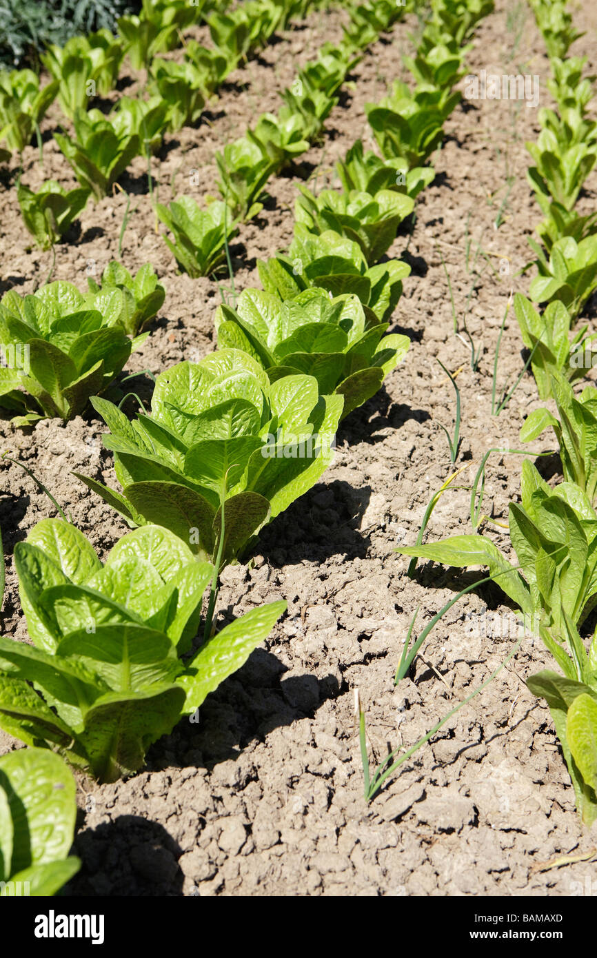 Rows of lettuce Stock Photo - Alamy
