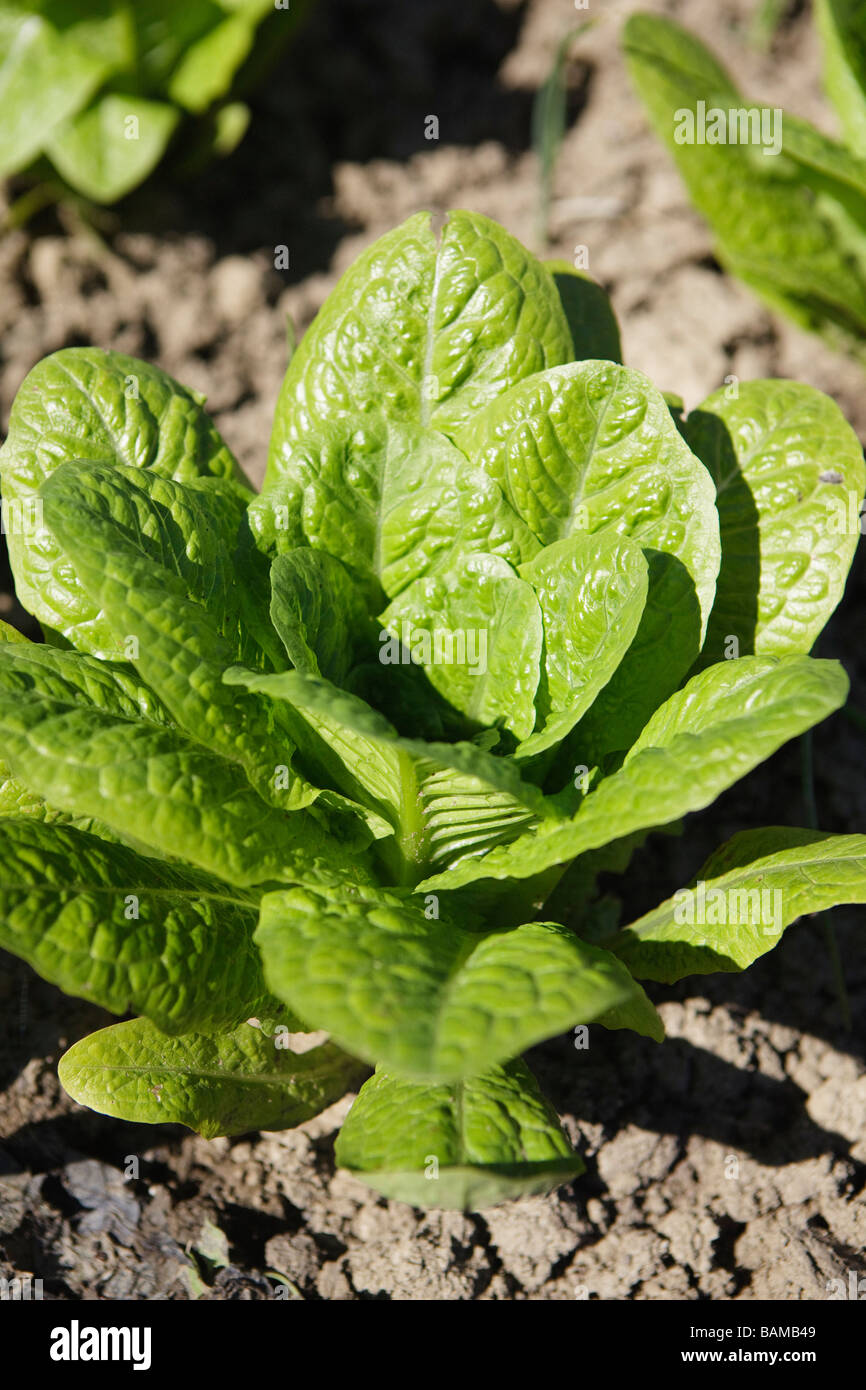 Head of lettuce Stock Photo - Alamy