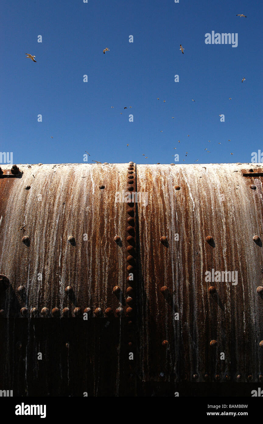 texture with iron rivets and blue sky seagulls seagull poop Stock Photo ...