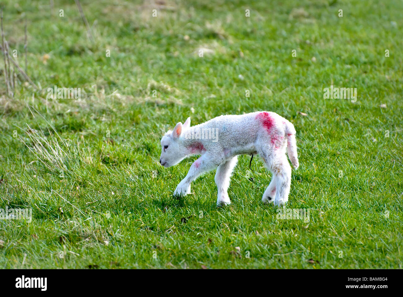 new born lamb in field Stock Photo - Alamy