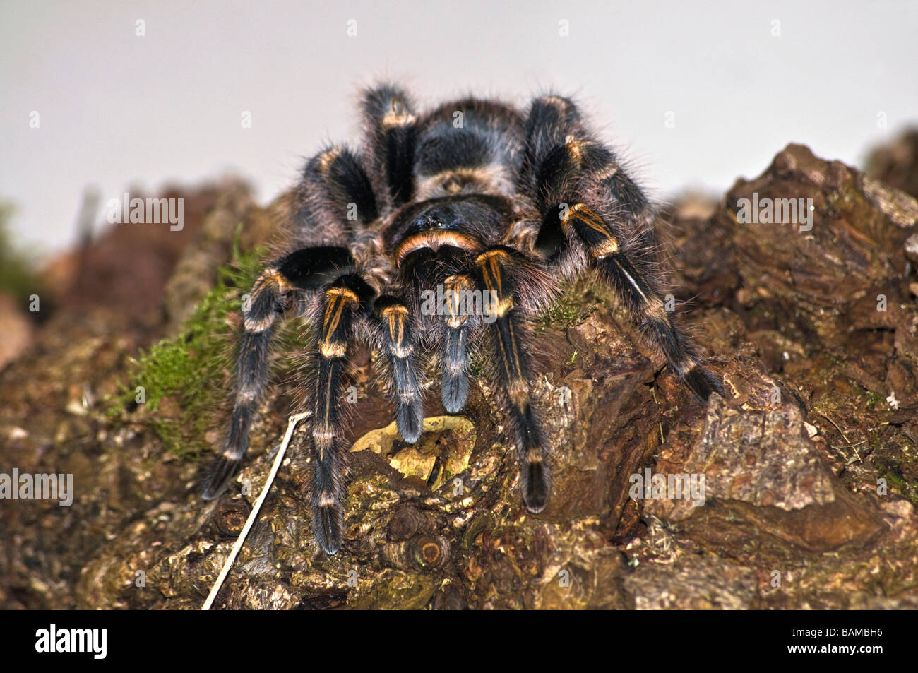 Tarantula spider rock Stock Photo - Alamy