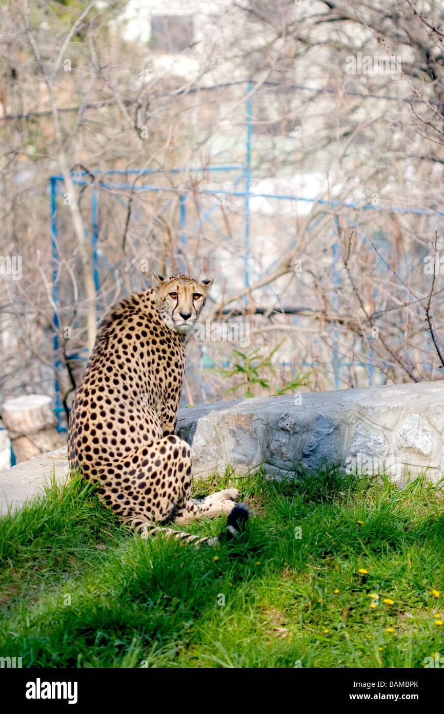 Leopard zoo hi-res stock photography and images - Alamy