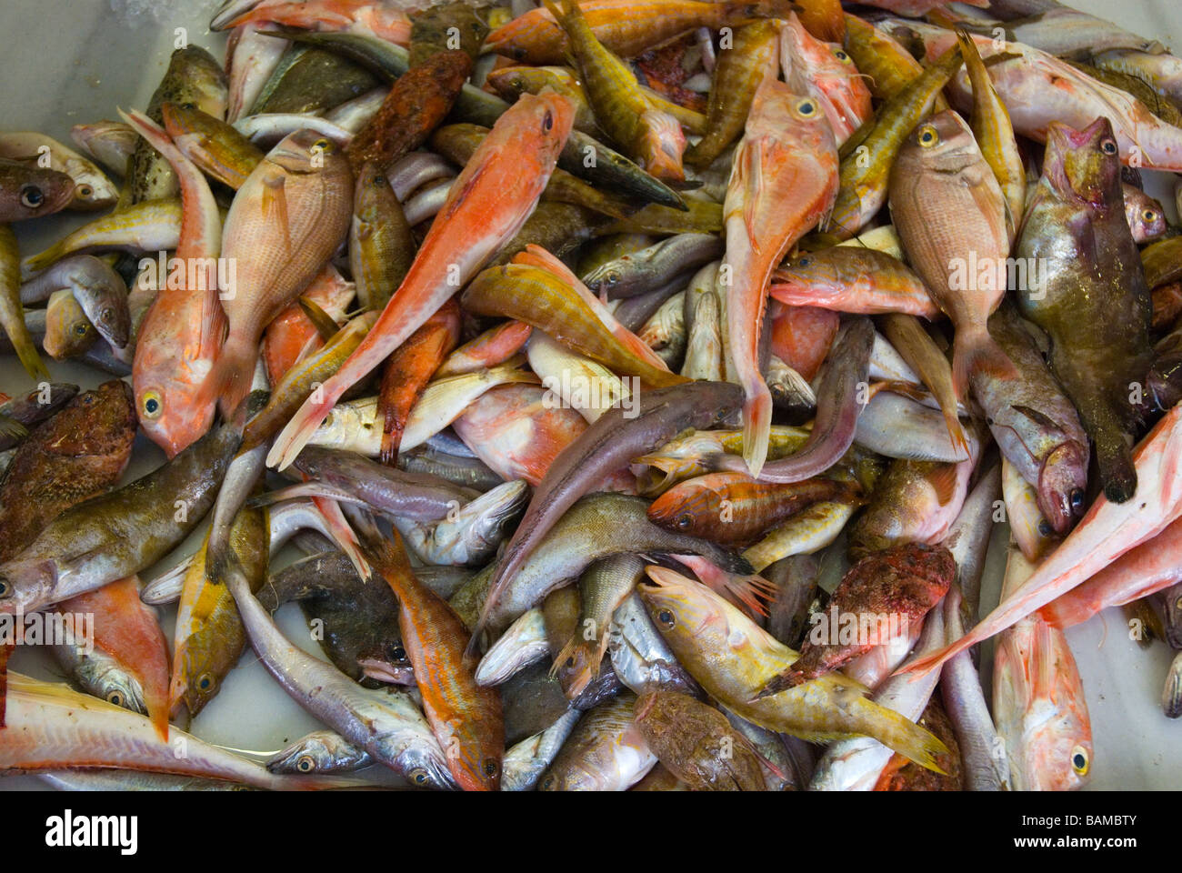Cretan fish in Hania Crete Greece Europe Stock Photo - Alamy