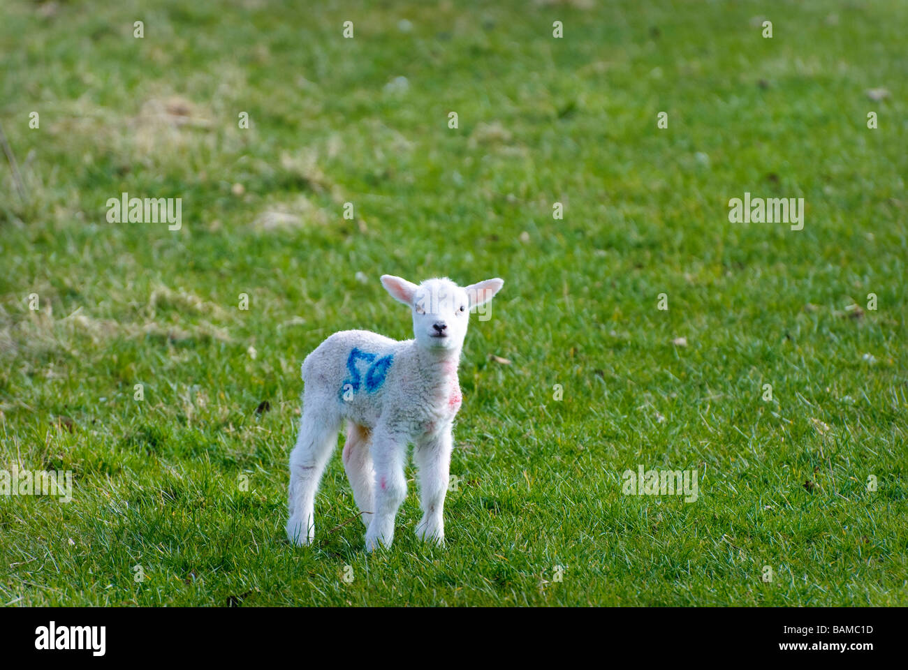 new born lamb in field Stock Photo - Alamy