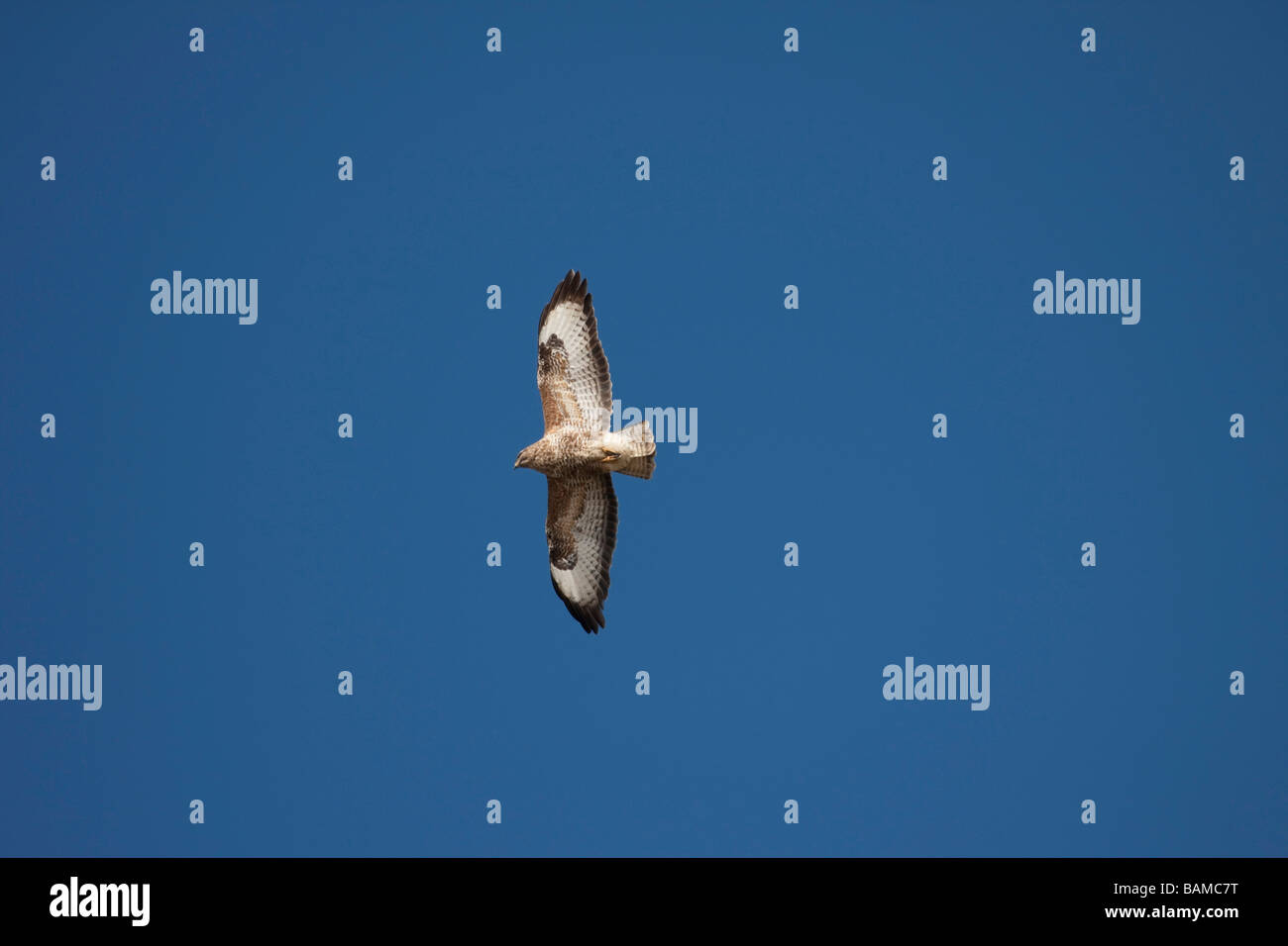 Common kestrel Falco tinnunculus in flight under view. Blue sky ...