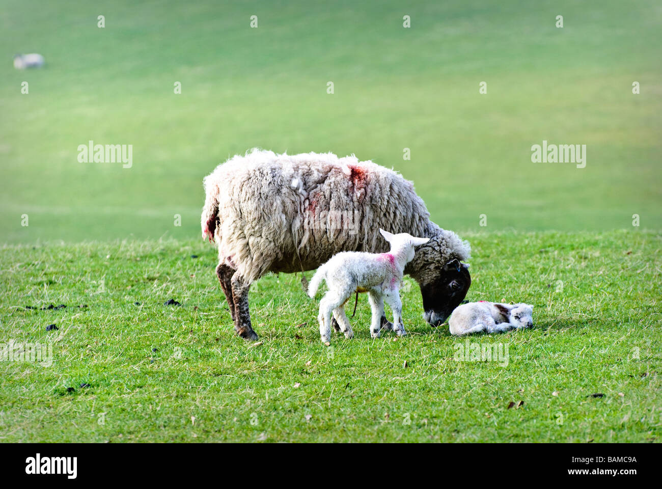 sheep and new born lamb in field Stock Photo - Alamy