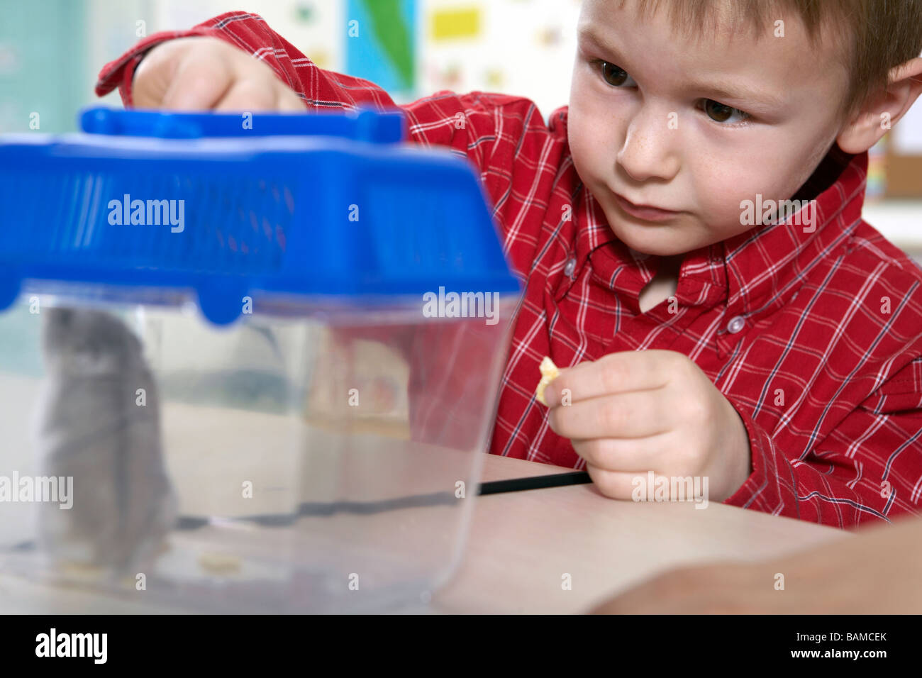 Boy Looking At Mouse In Cage Stock Photo - Alamy