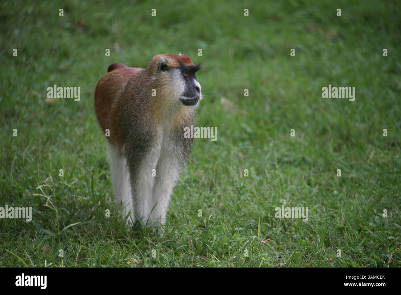 Monkeys of uganda hi-res stock photography and images - Alamy