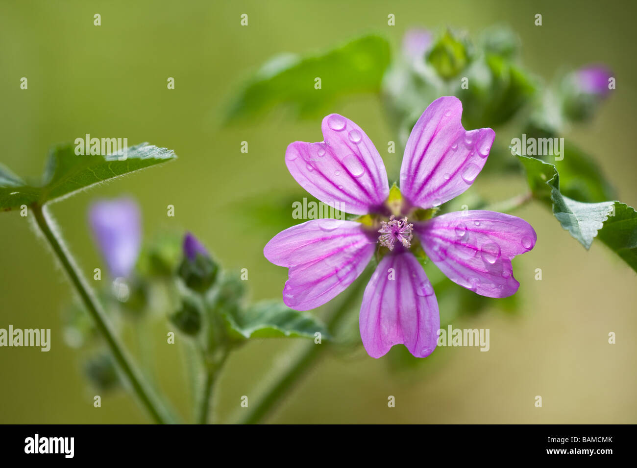 Pink Flower with rain drops against green background Stock Photo - Alamy