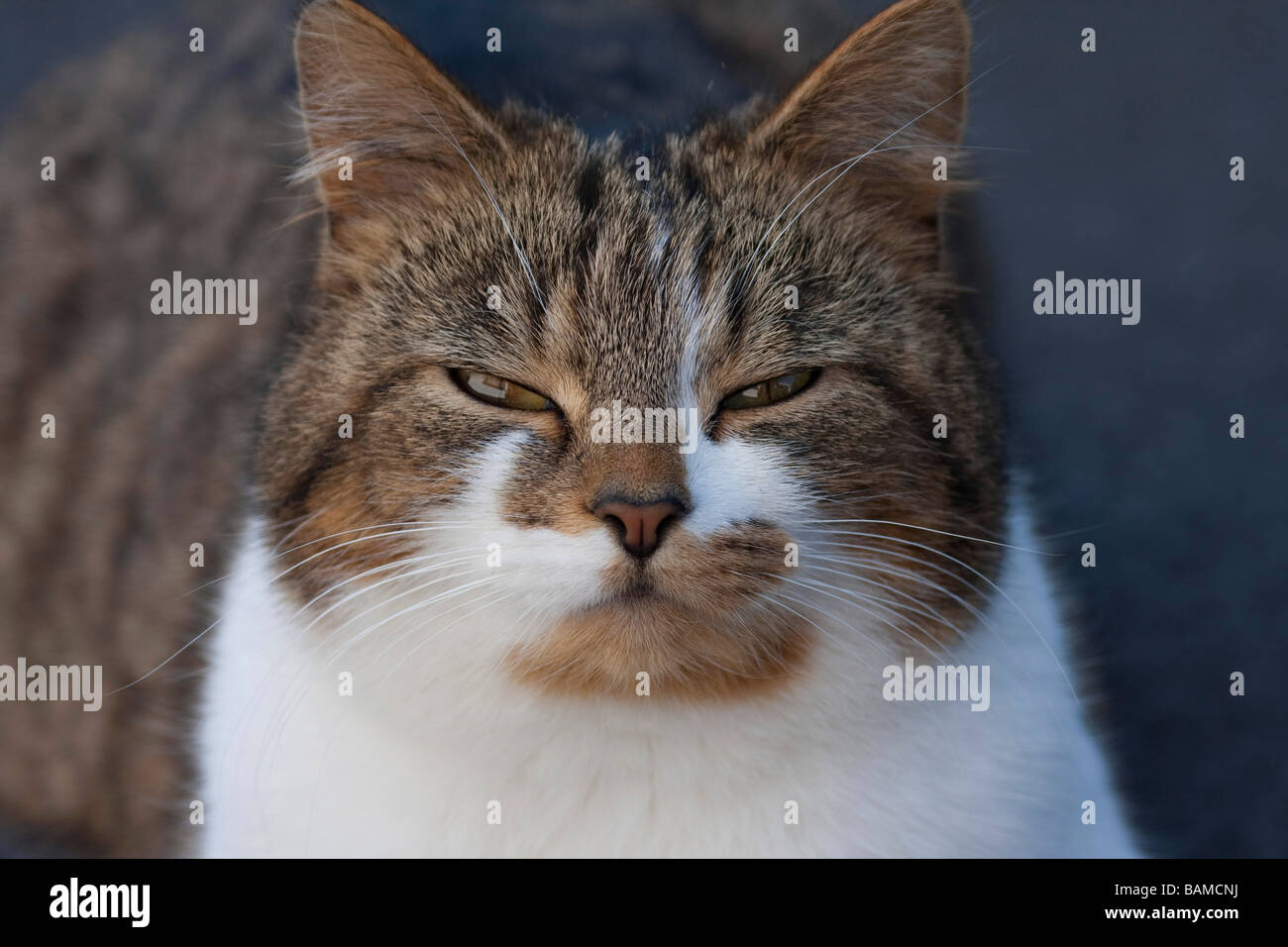 Young female cat head facing. ears up. tabby and white. Horizontal ...