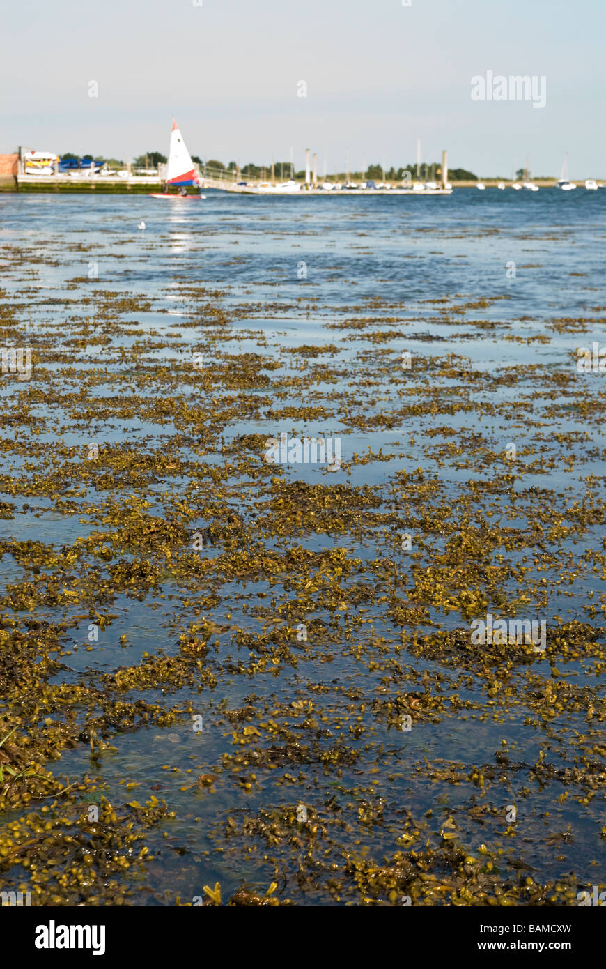 Seaweed floating at weters edge Stock Photo - Alamy
