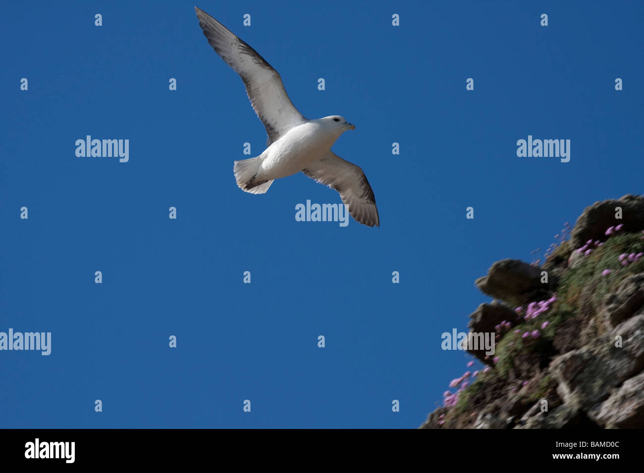 Fulmar Fulmarus glacialis in flight under view. Blue sky Pembrokeshire ...