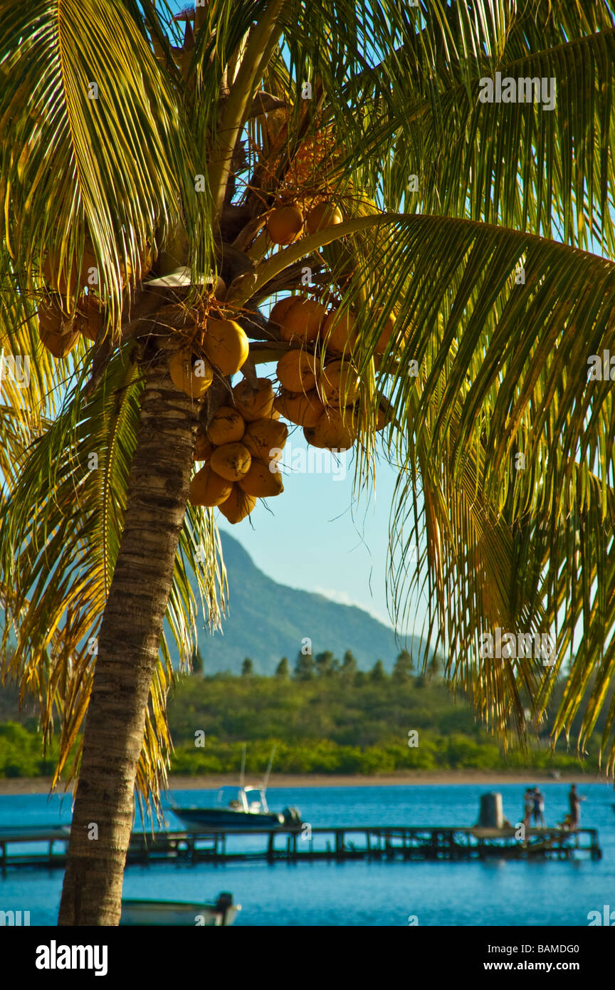 Palm tree with coconuts pier boat mountain water Mauritius Stock Photo ...