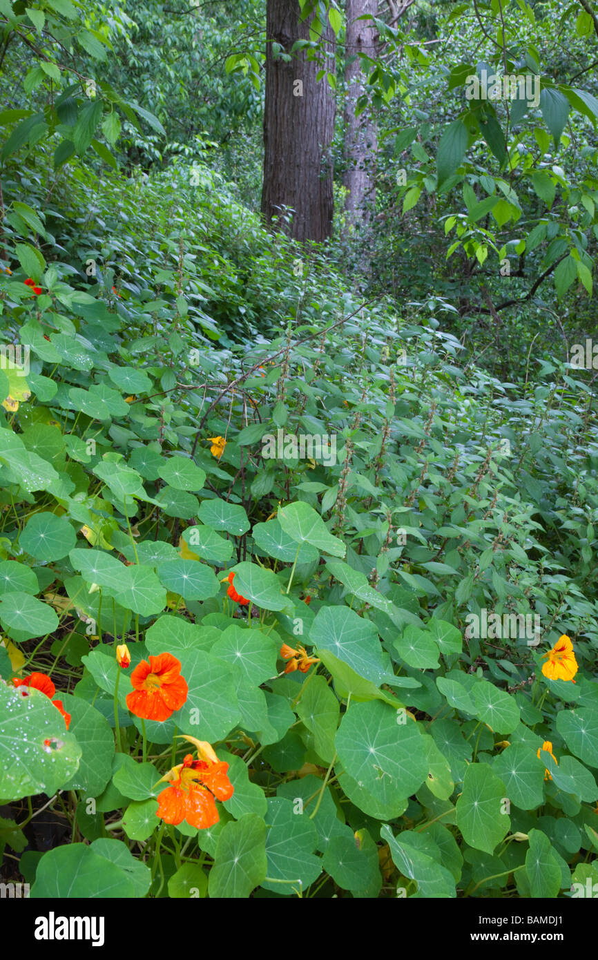 Monsanto forest hi-res stock photography and images - Alamy