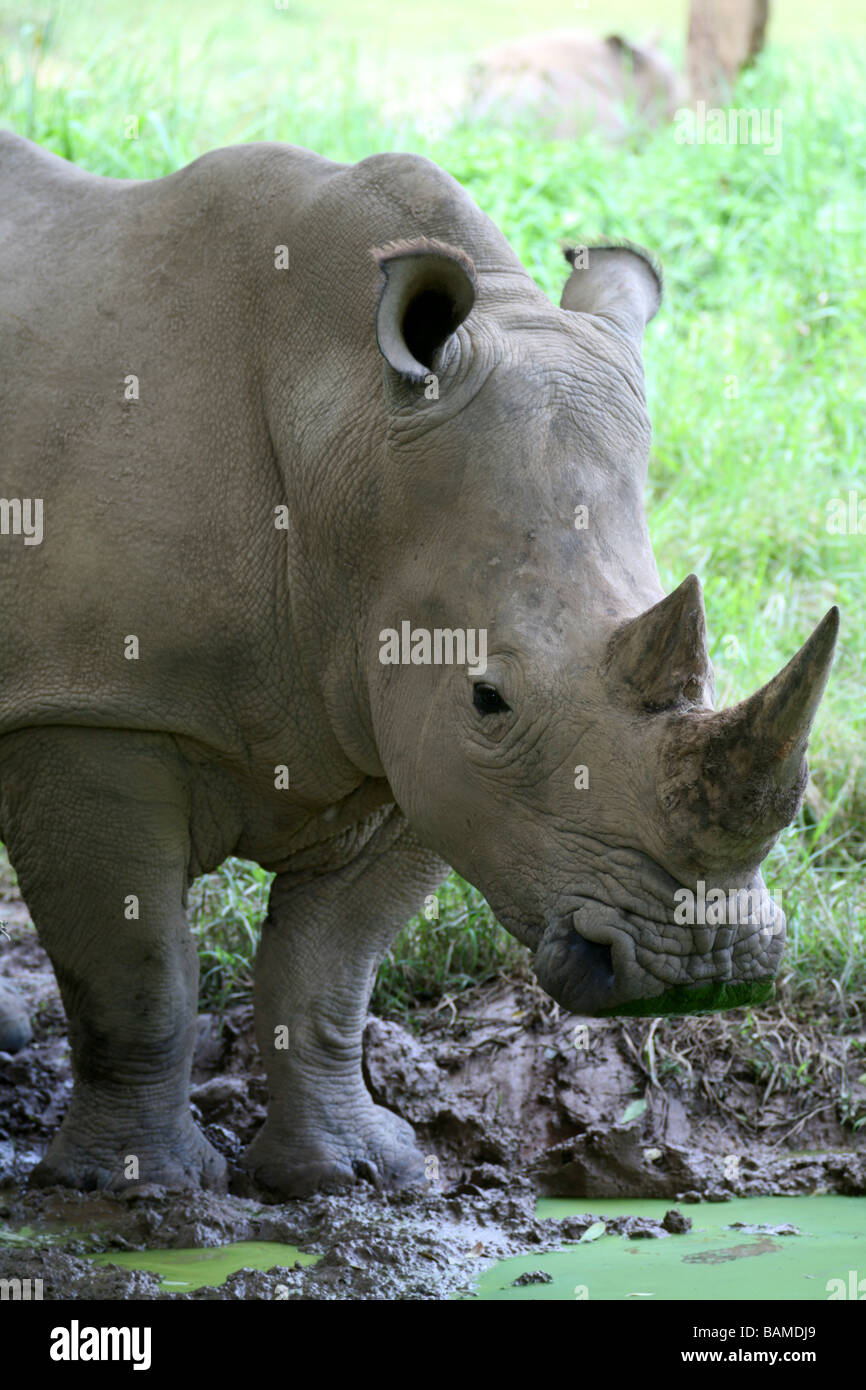 Rhino uganda hi-res stock photography and images - Alamy