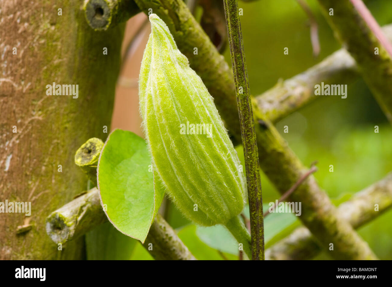 Budding Plant High Resolution Stock Photography and Images - Alamy