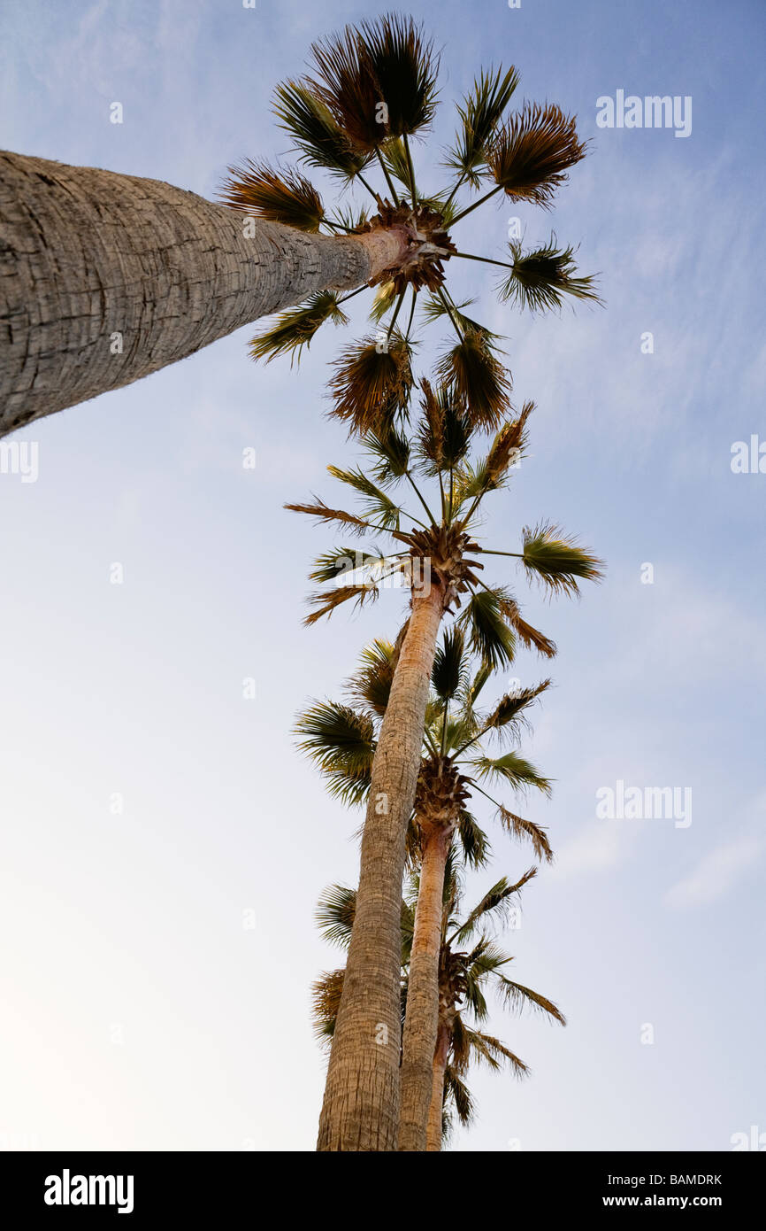 Overhead palm trees hi-res stock photography and images - Alamy