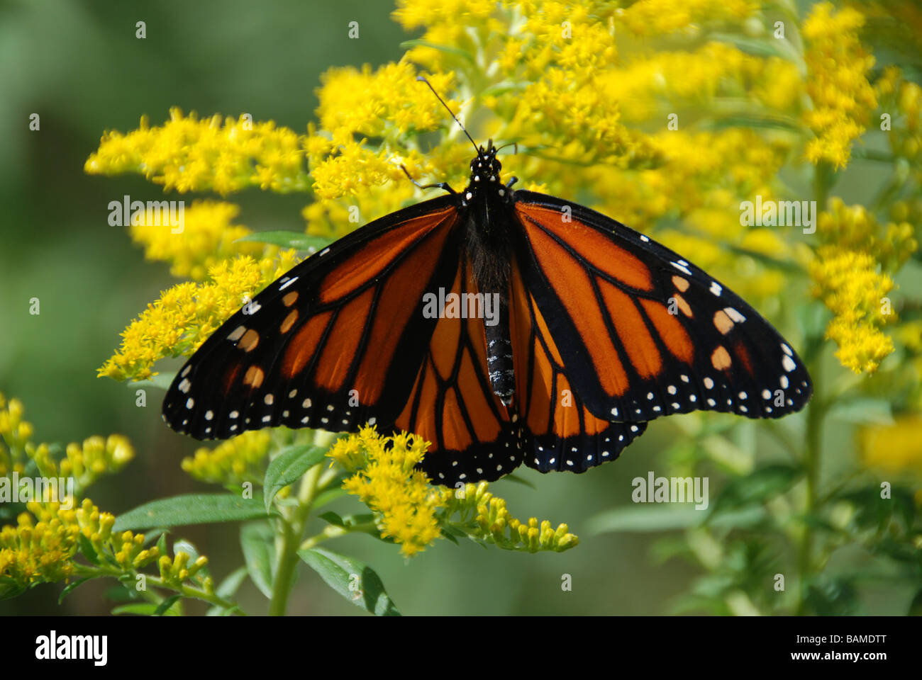 Monarch butterfly wings open hi-res stock photography and images - Alamy