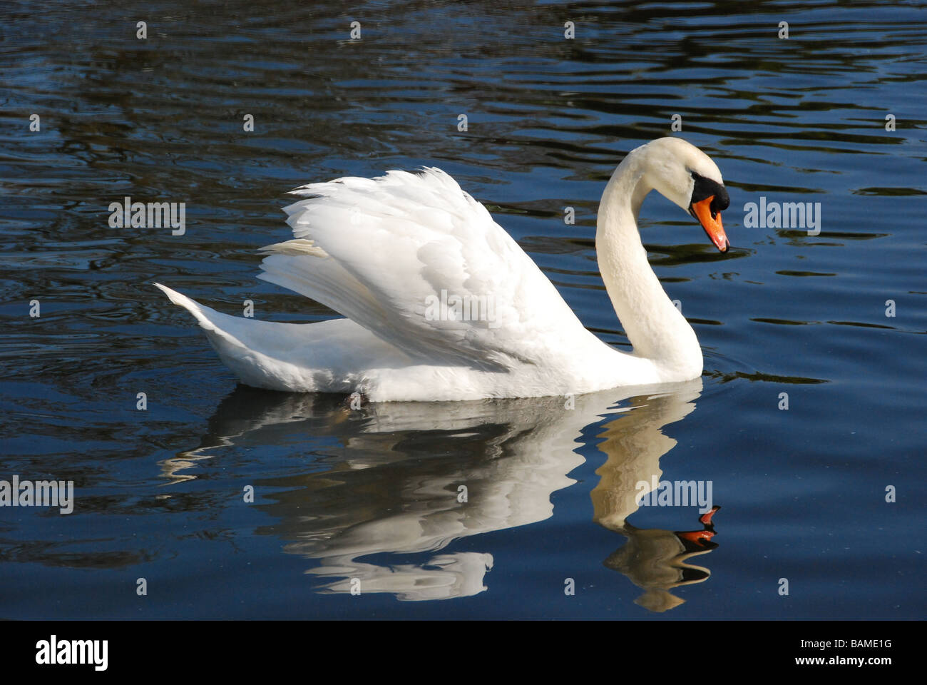 Swan single white mute cob aggressive pose reflections on blue lake ...