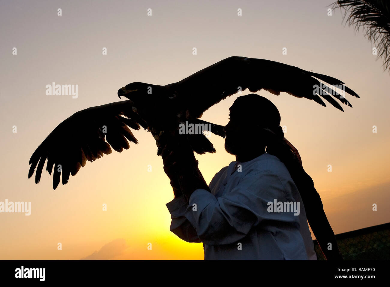 Falcon feather dubai hi-res stock photography and images - Alamy
