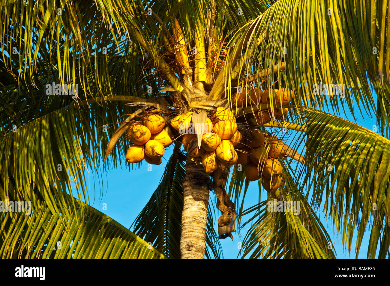 Palm tree in mauritius hi-res stock photography and images - Alamy