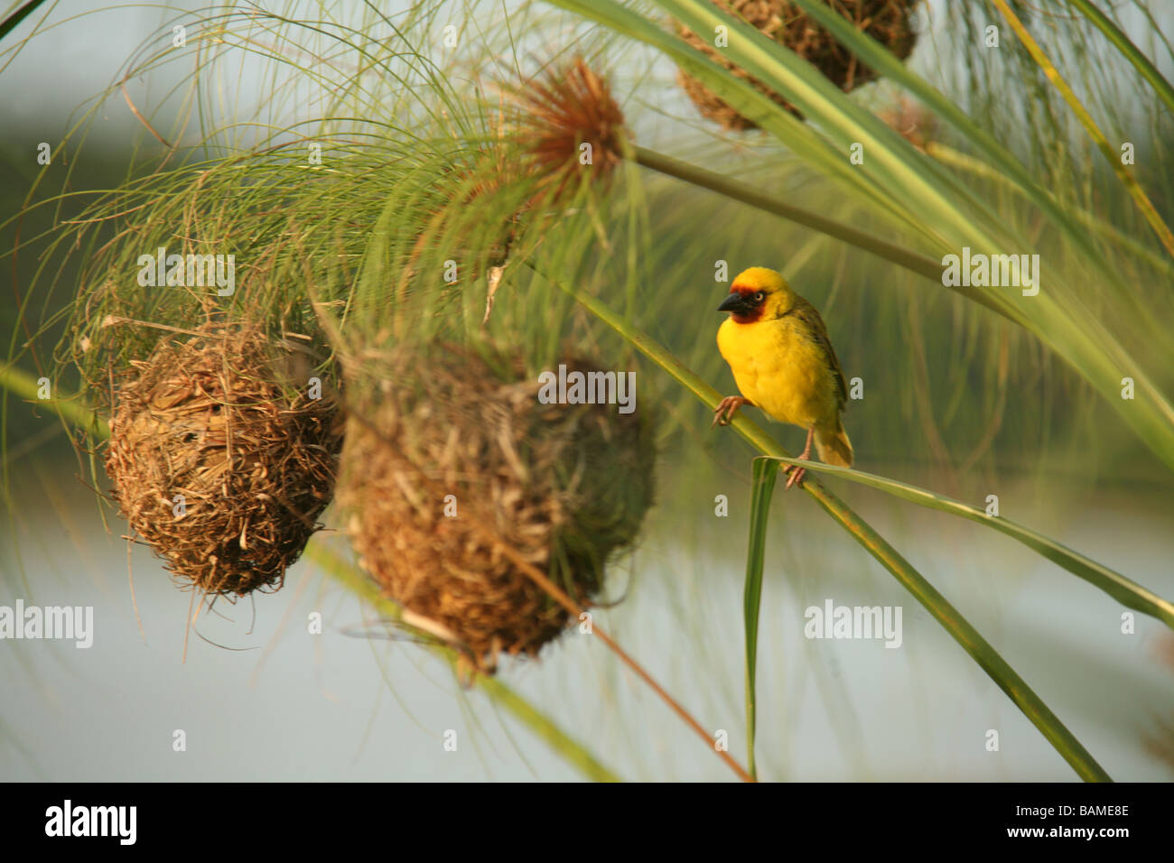 Female weaver hi-res stock photography and images - Alamy