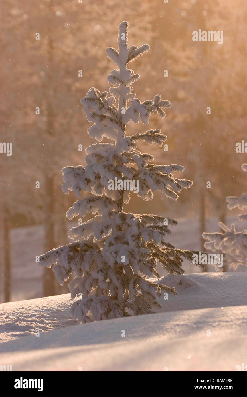 Finland, Lapland Province, fir tree Stock Photo - Alamy