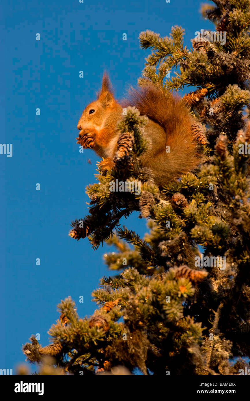 Finland, Lapland Province, Red Squirrel (Sciurus vulgaris Stock Photo ...