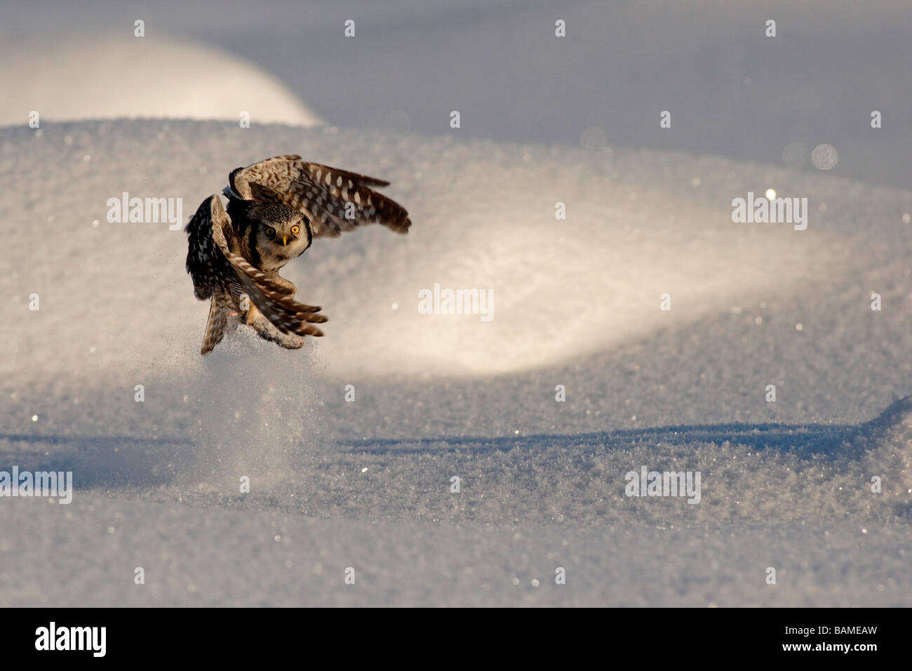 Finland, Lapland Province, Northern Hawk Owl (Surnia ulula Stock Photo ...