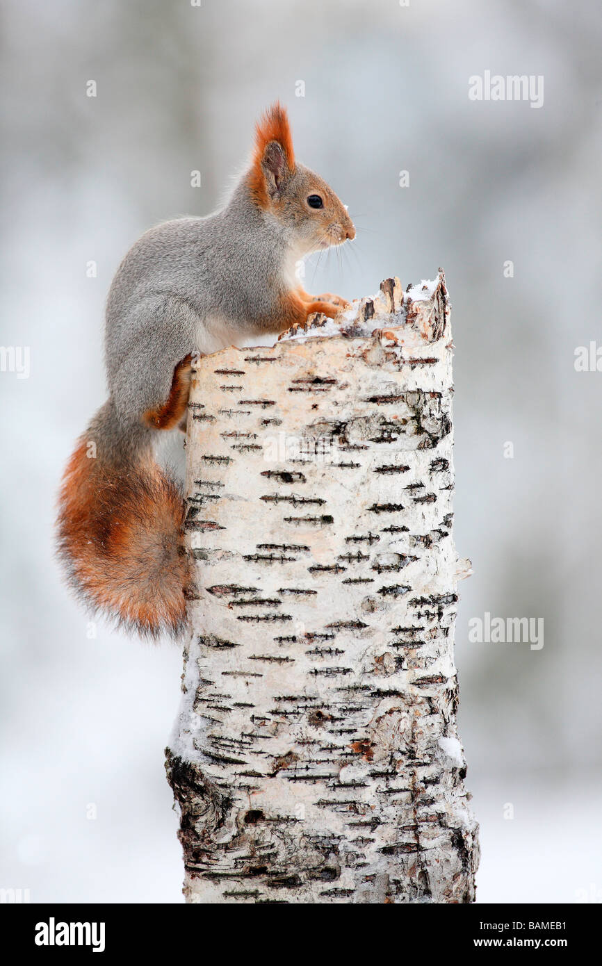 Finland, Lapland Province, Red Squirrel (Sciurus vulgaris Stock Photo ...