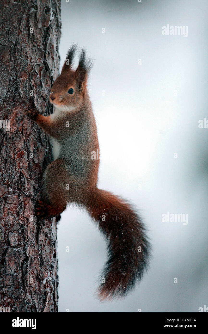 Finland, Lapland Province, Red Squirrel (Sciurus vulgaris Stock Photo ...