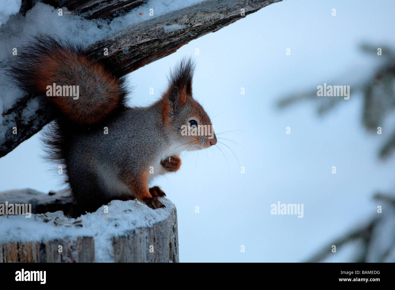 Finland, Lapland Province, Red Squirrel (Sciurus vulgaris Stock Photo ...