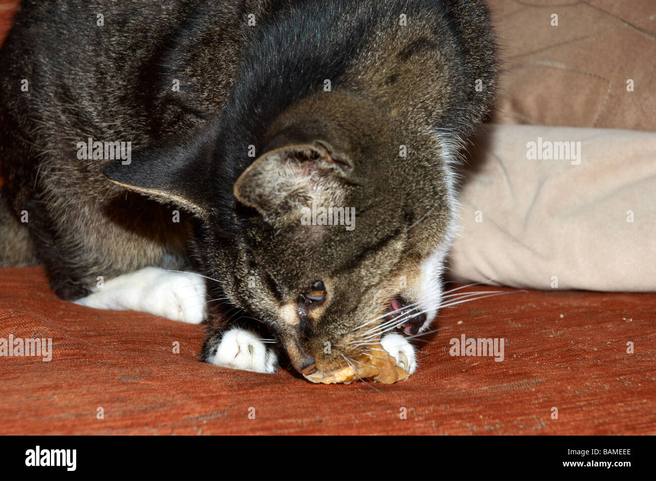 An old cat eating on a cushion Stock Photo - Alamy