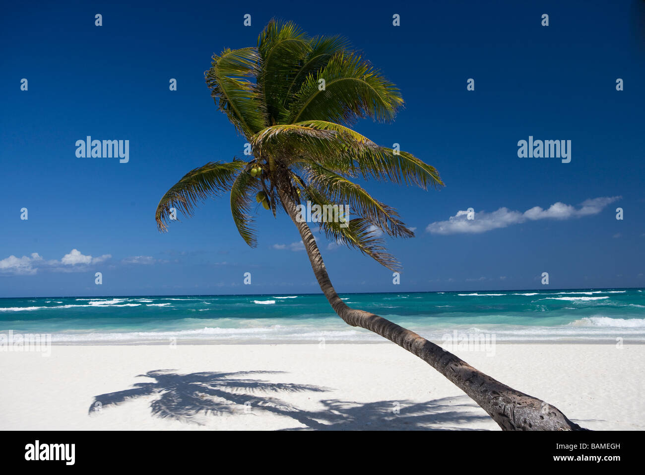 Palm tree on Tulum beach Mexico Stock Photo - Alamy