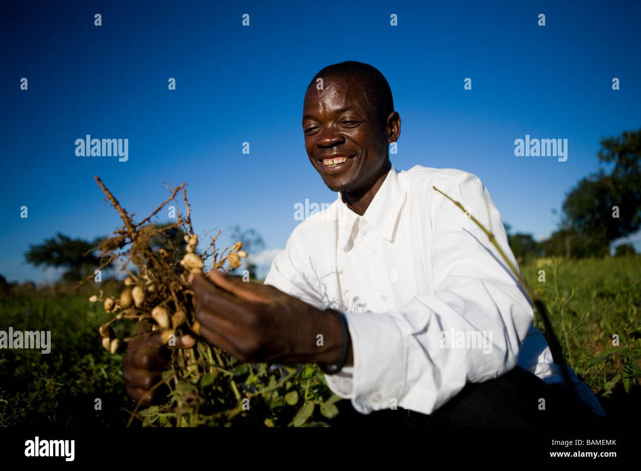 Farmer harvesting peanuts hi-res stock photography and images - Alamy